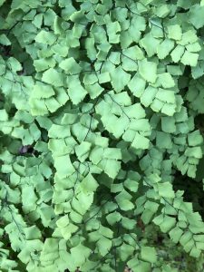 Why choose an ACMS Fellowship trained Mohs surgeon? - California Skin ...